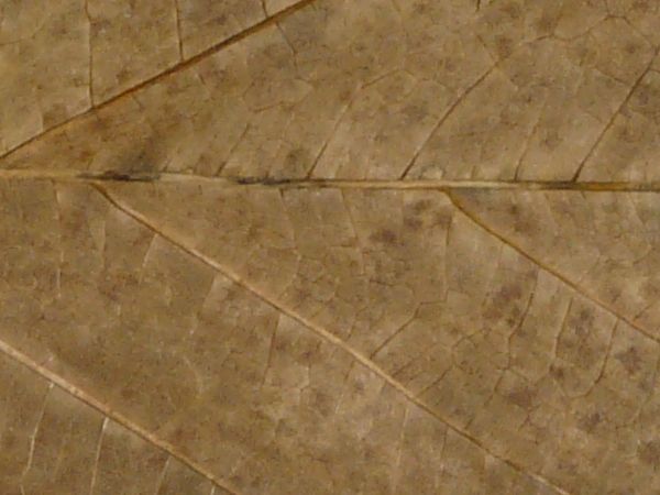 texture 0007 - Texturelib